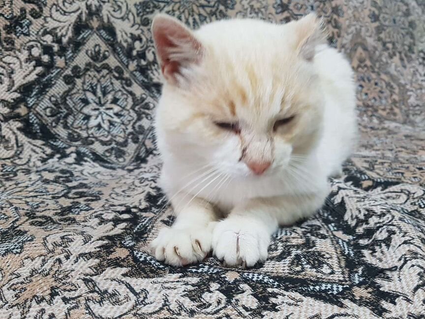 Кот