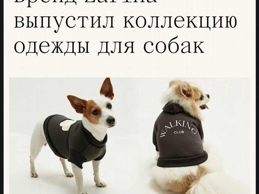 Худи для собаки zarina