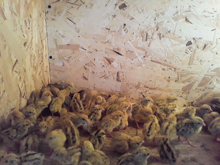 Перепела суточные