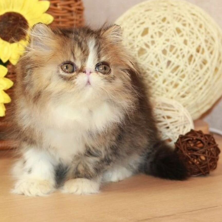 Персидские котята