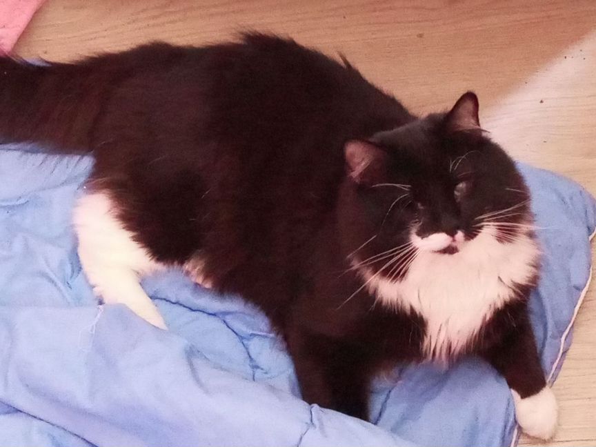 Котенок пушистый