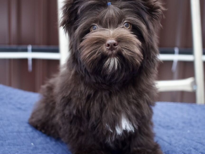 Шоколадный йорк, биро, бивер, цветной йорк