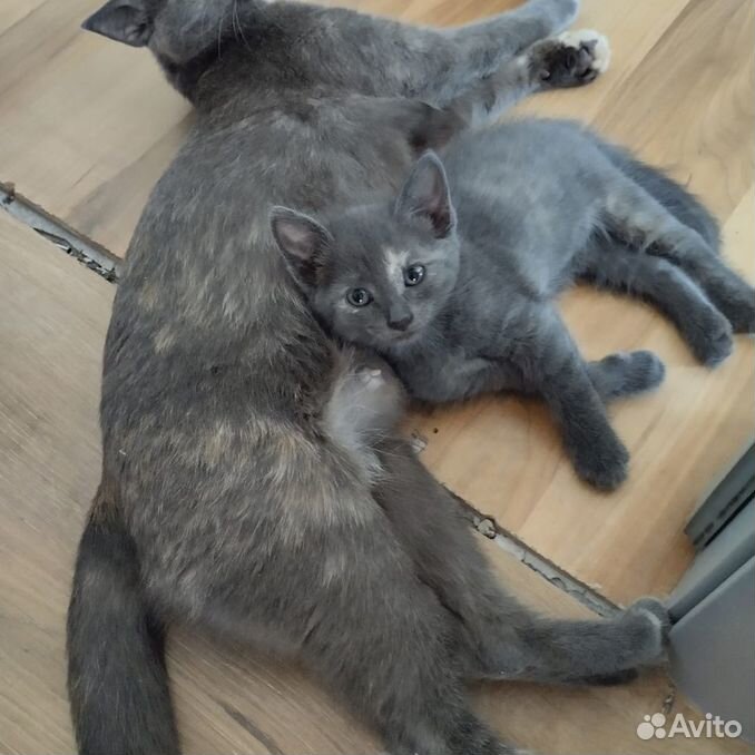 Котенок гибрид от вислоухой кошки и обычного кота