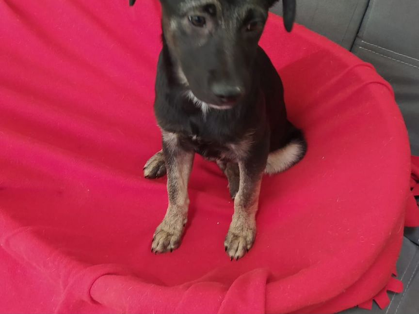 Отдам щенка от маленькой собачки в добрые руки