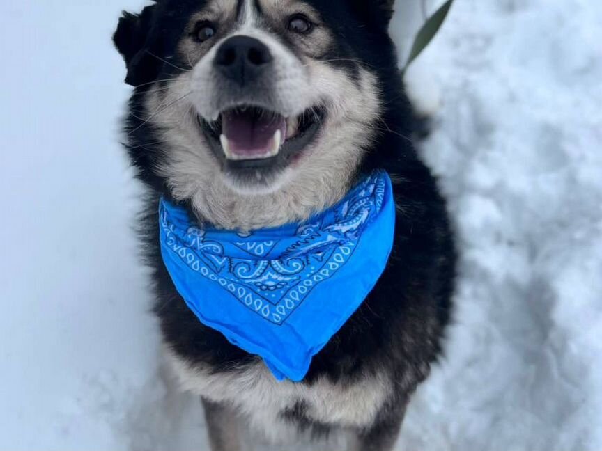 Собака в добрые руки