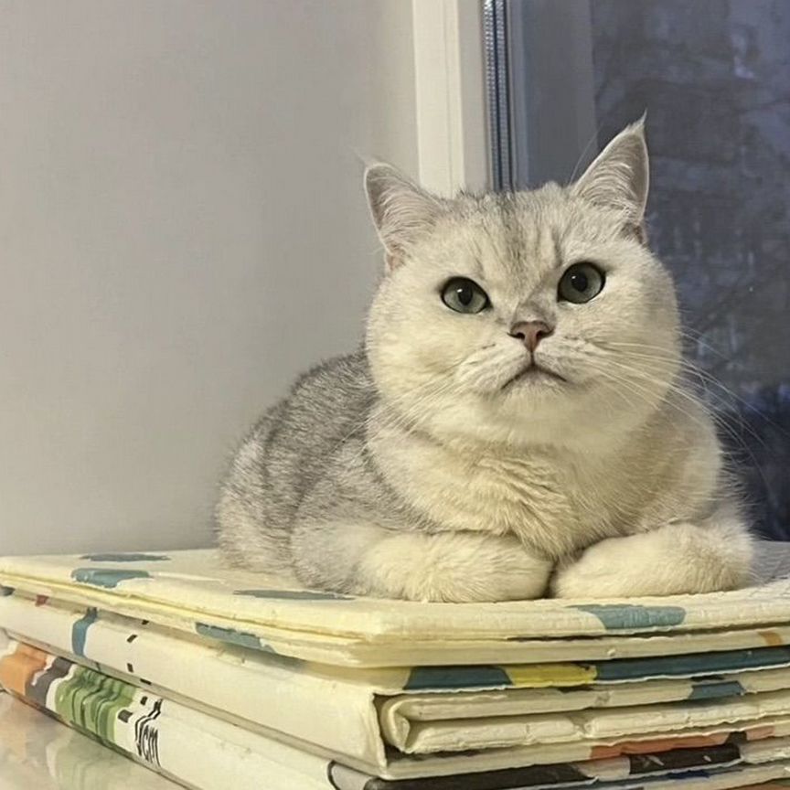 Отдам кота в добрые руки