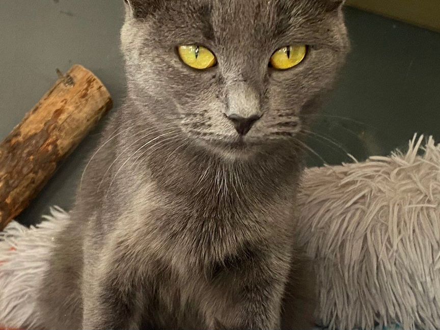 Русская голубая