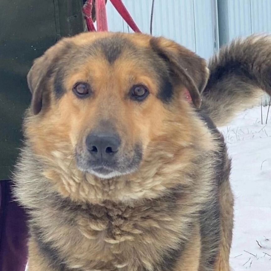 Мухтар, метис овчарки