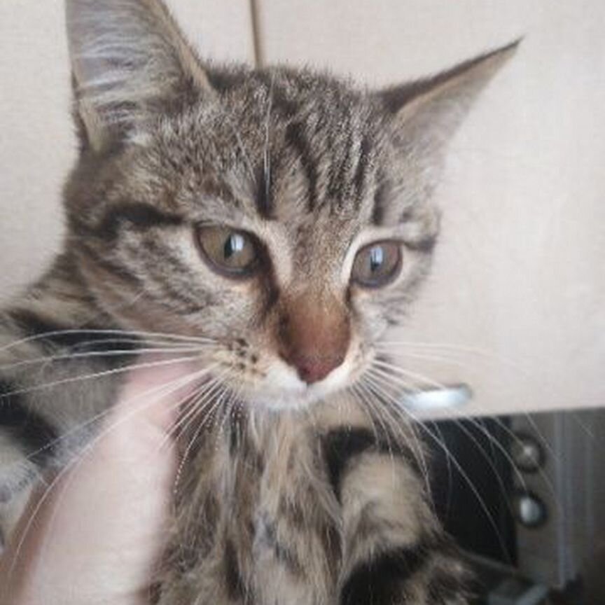 Котёнок спасён с улицы, ищет дом