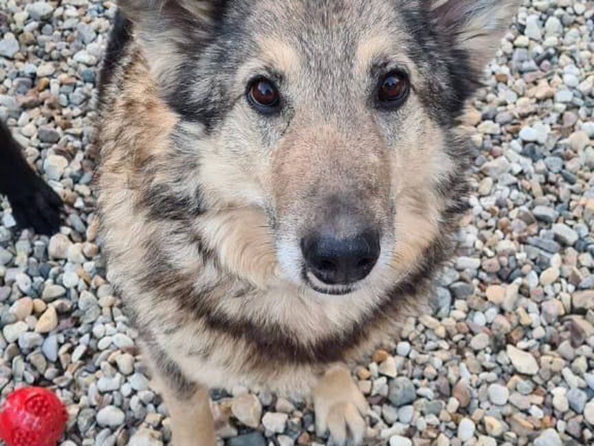 Буран ищет дом