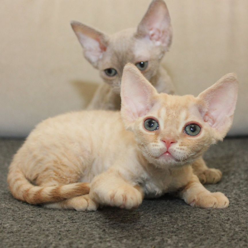 Котик улыбака
