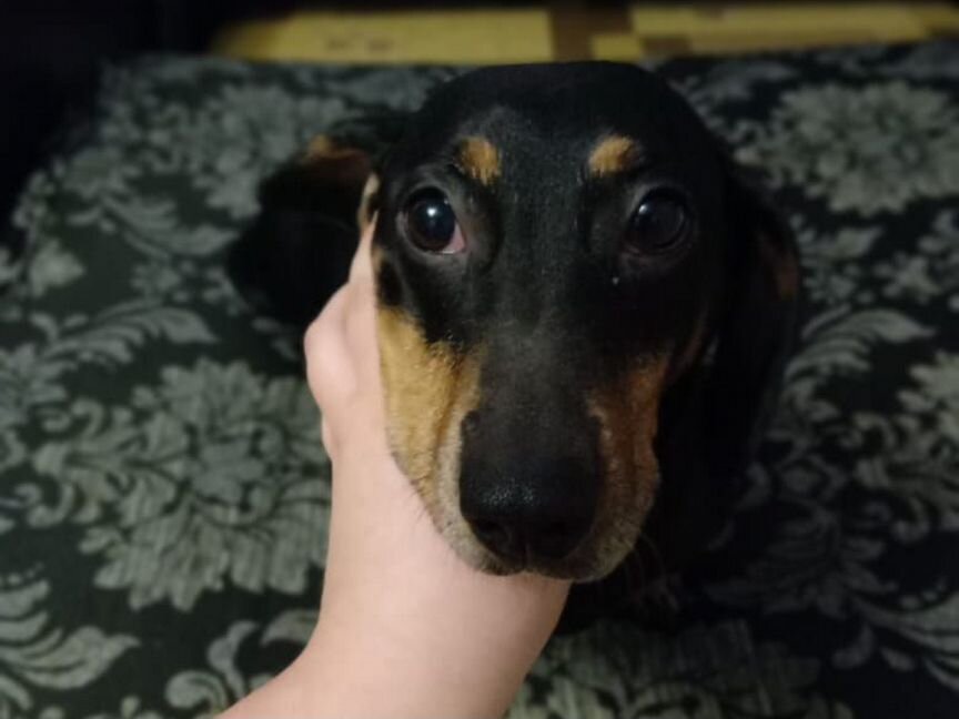 Такса 5лет,девочка,отдам в хорошие руки