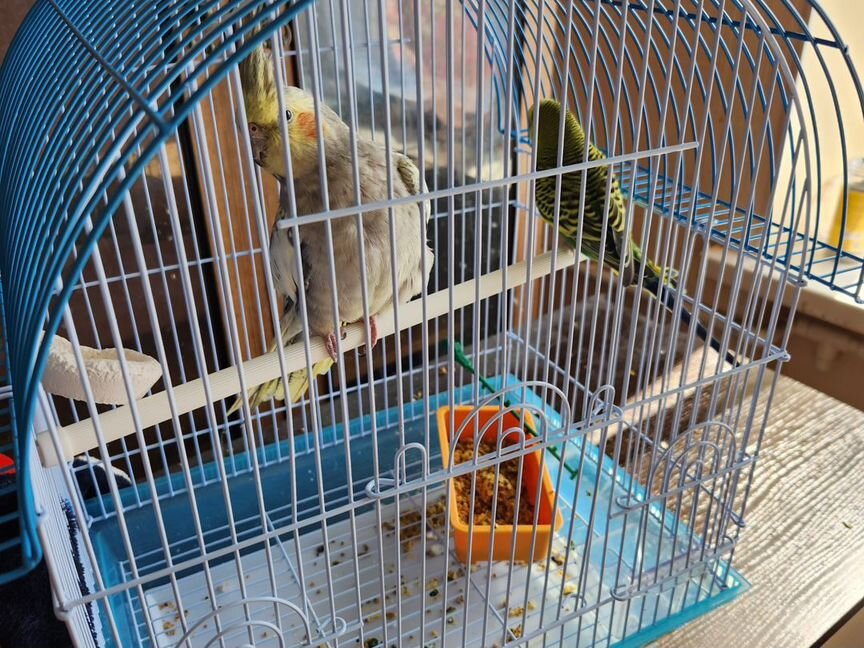 Продаются попугаи Корелла и волнистик