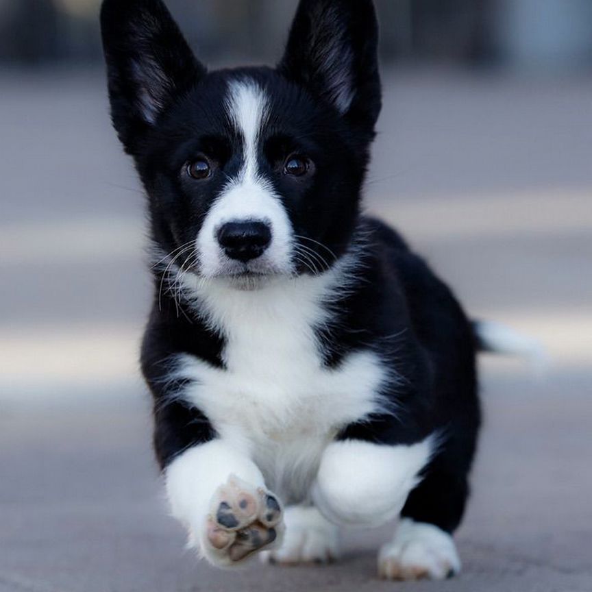 Вельш Корги Кардиган, щенок