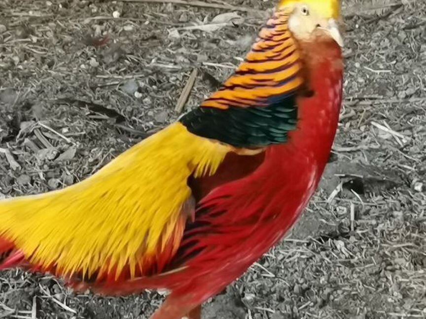 Золотой фазан