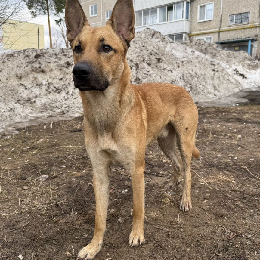 Взрослый пёс в добрые руки