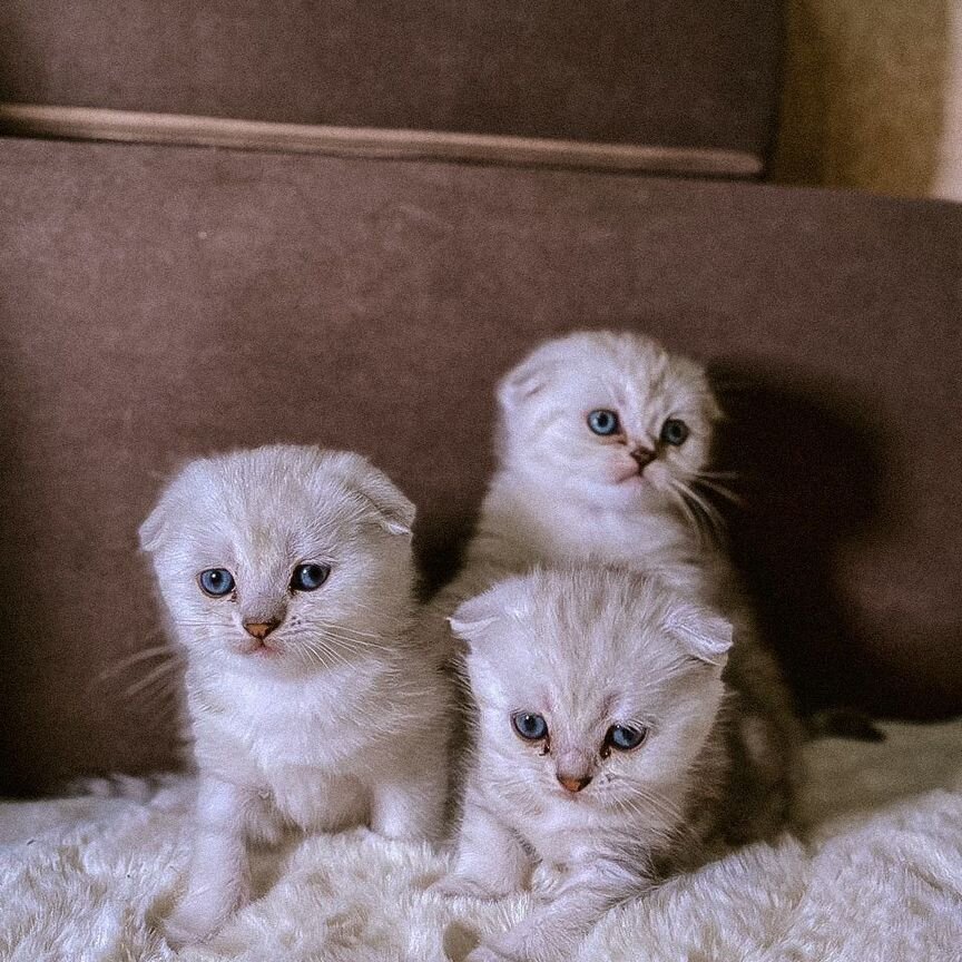 Шотландские котята