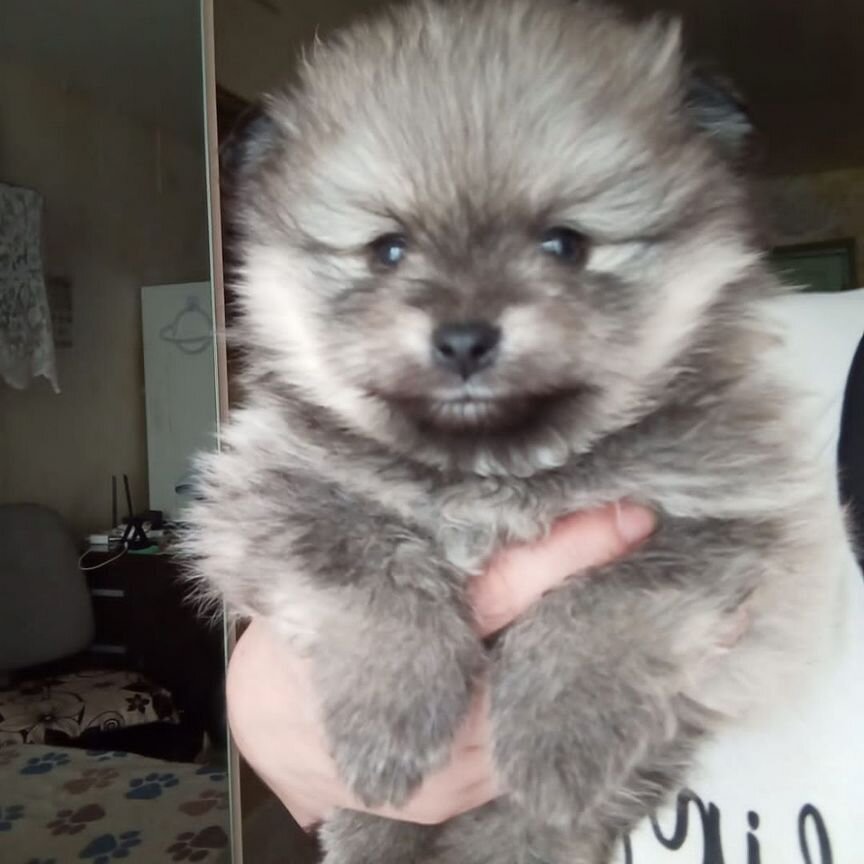 Померанский шпиц