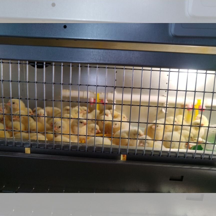 Цыплята бройлеры росс 308