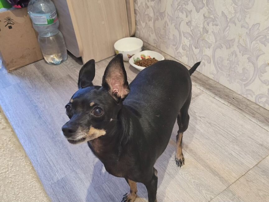 Найдена собака