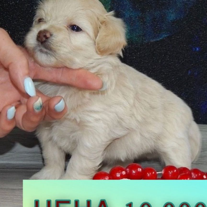 Маленькая комнатная собачка