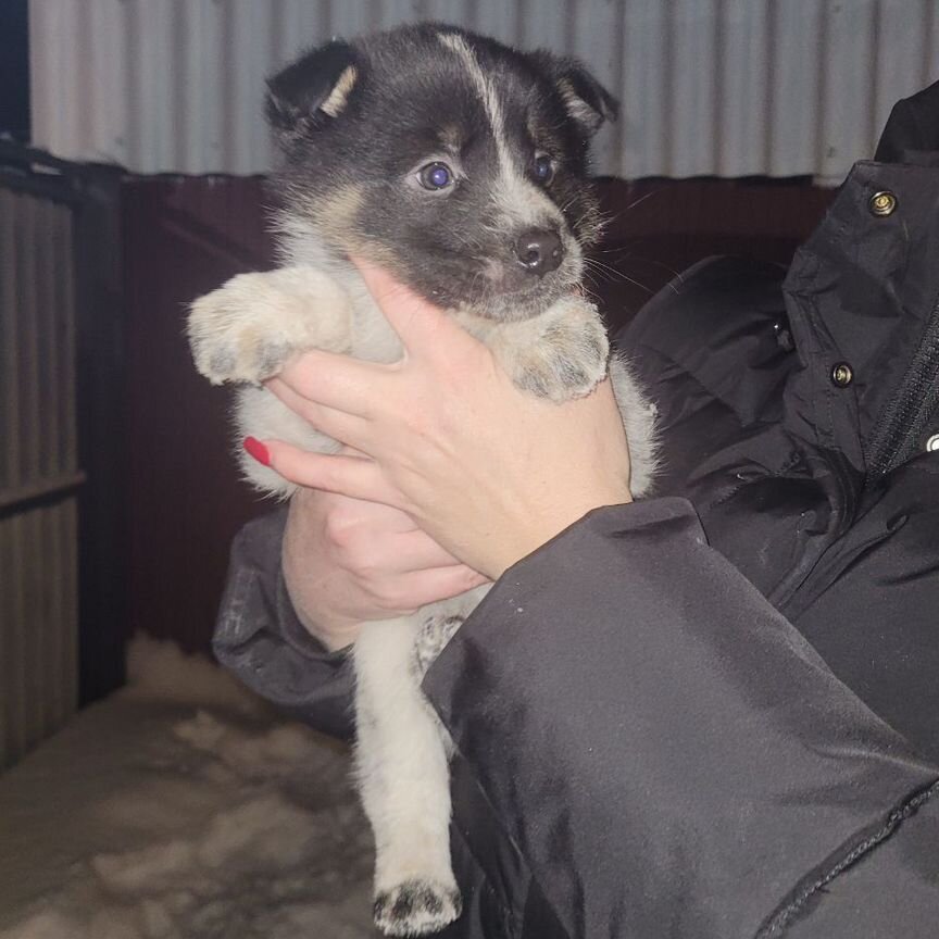 Лайка, щенок