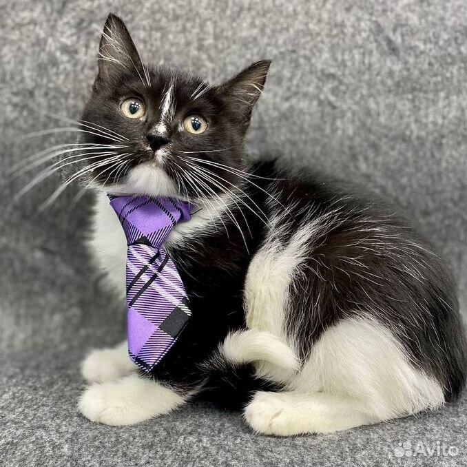 Котенок Бэтмен бесплатно в добрые руки