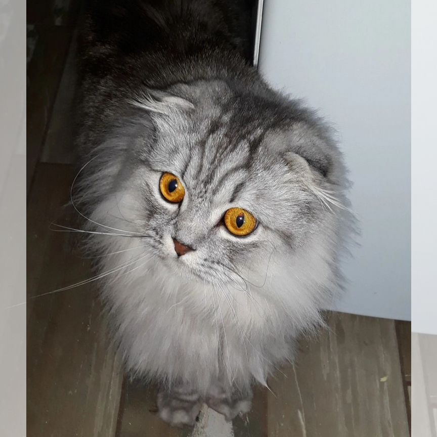 Шотландский вислоухий длинношёрстный, взрослый кот