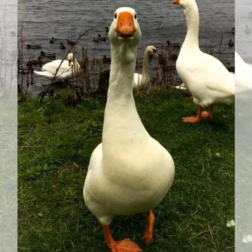 Продам гусей уток