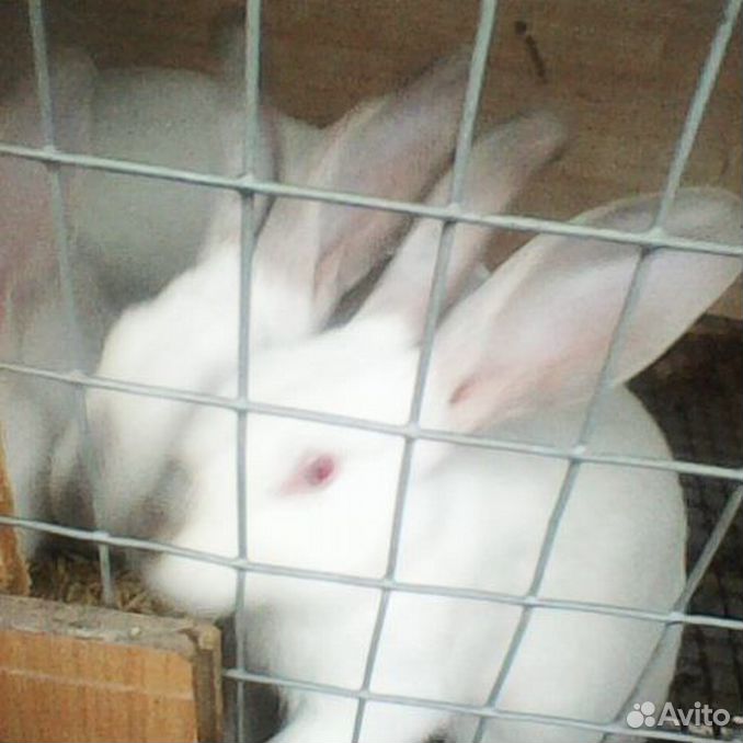 Продам крольчат