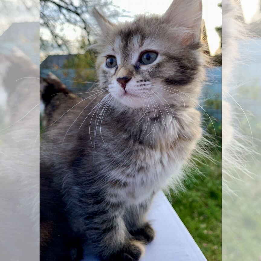 Котята в добрые руки бесплатно