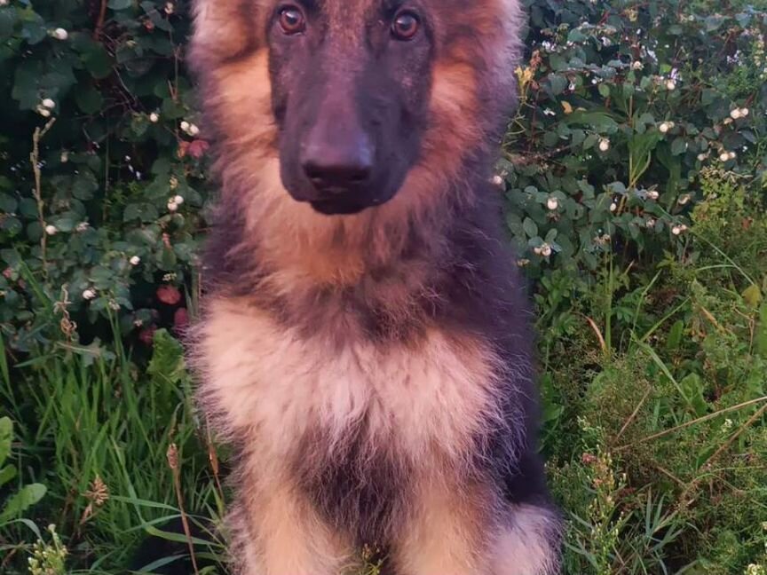 Длинношерстная Немецкая овчарка