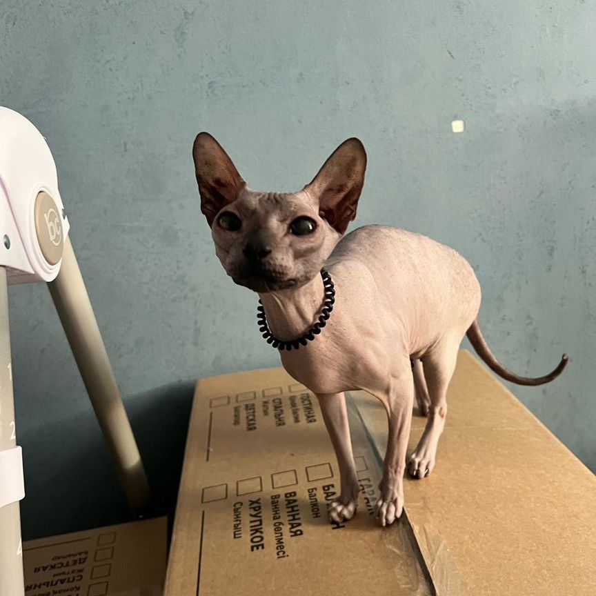 Канадский сфинкс