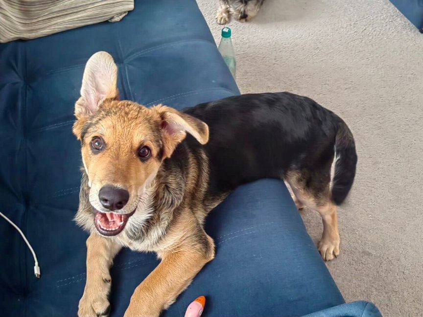 Замечательный мальчишка (4 мес) ищет семью