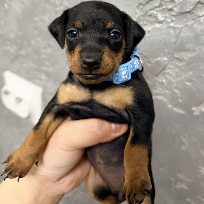 Цвергпинчер, щенок