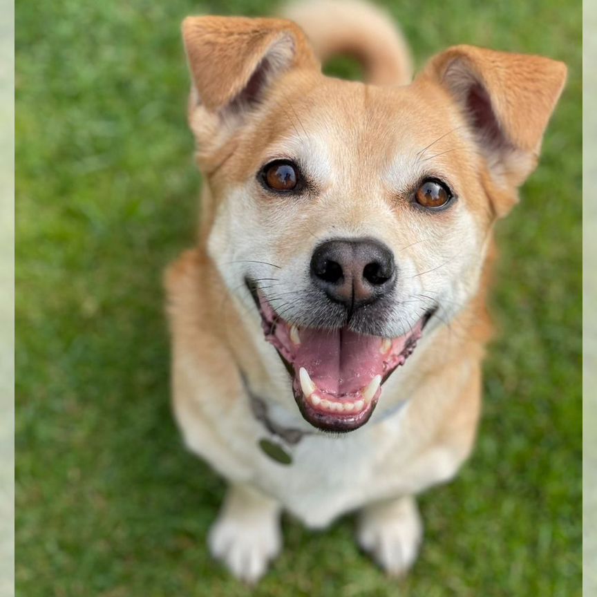 Взрослый пёс в добрые руки