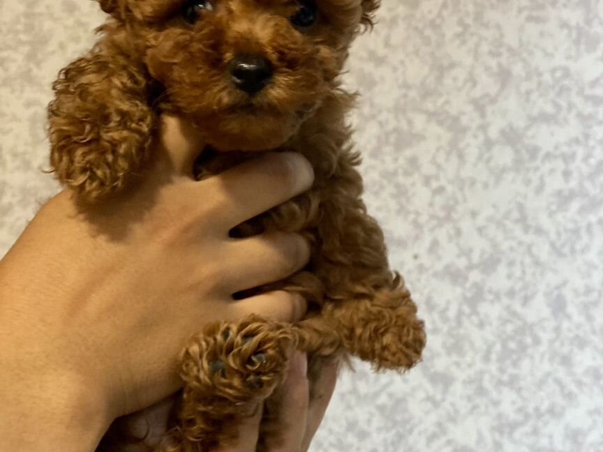 Корейские тикап пудель