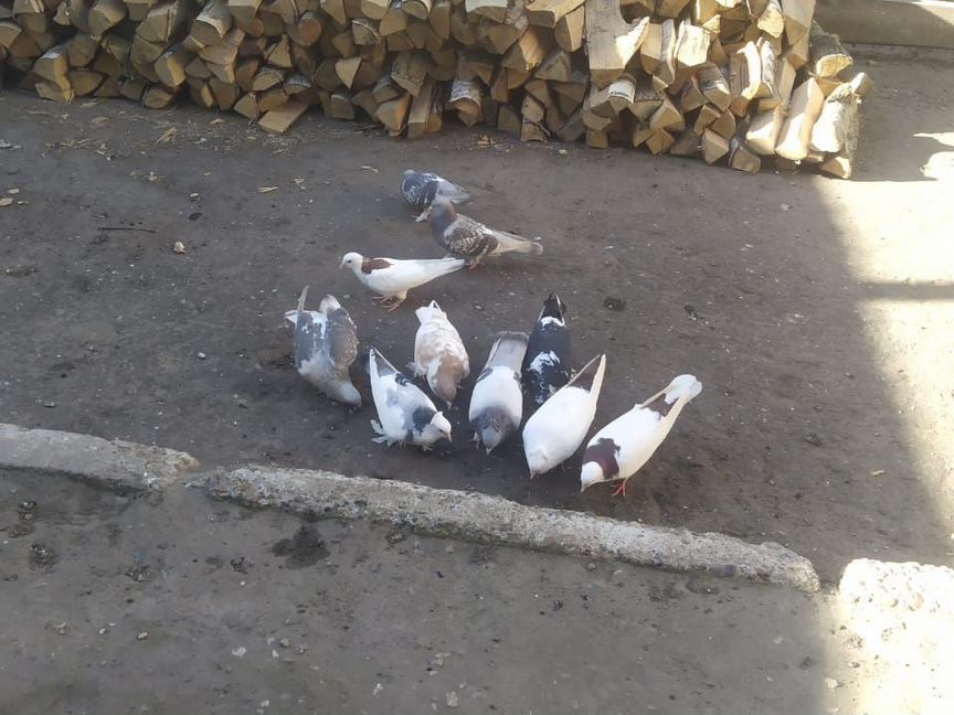 Голуби турецкие такла