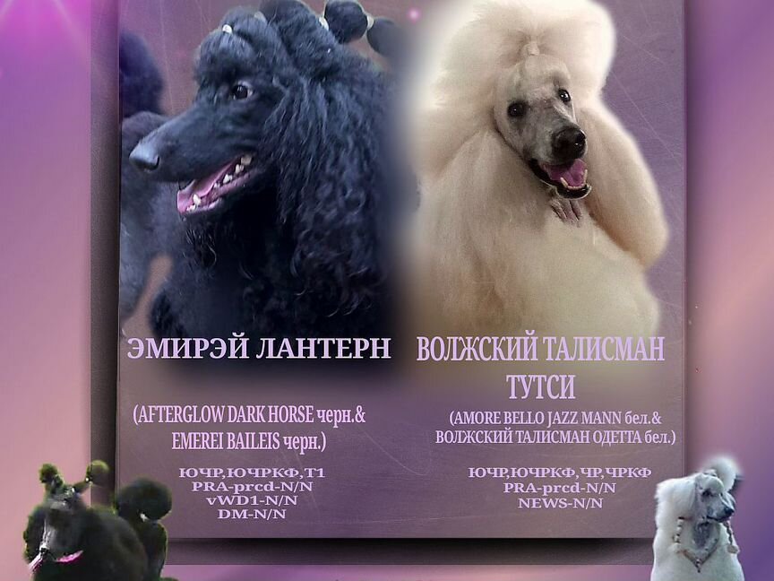 Королевский пудель