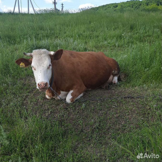 Корова стельная дойная