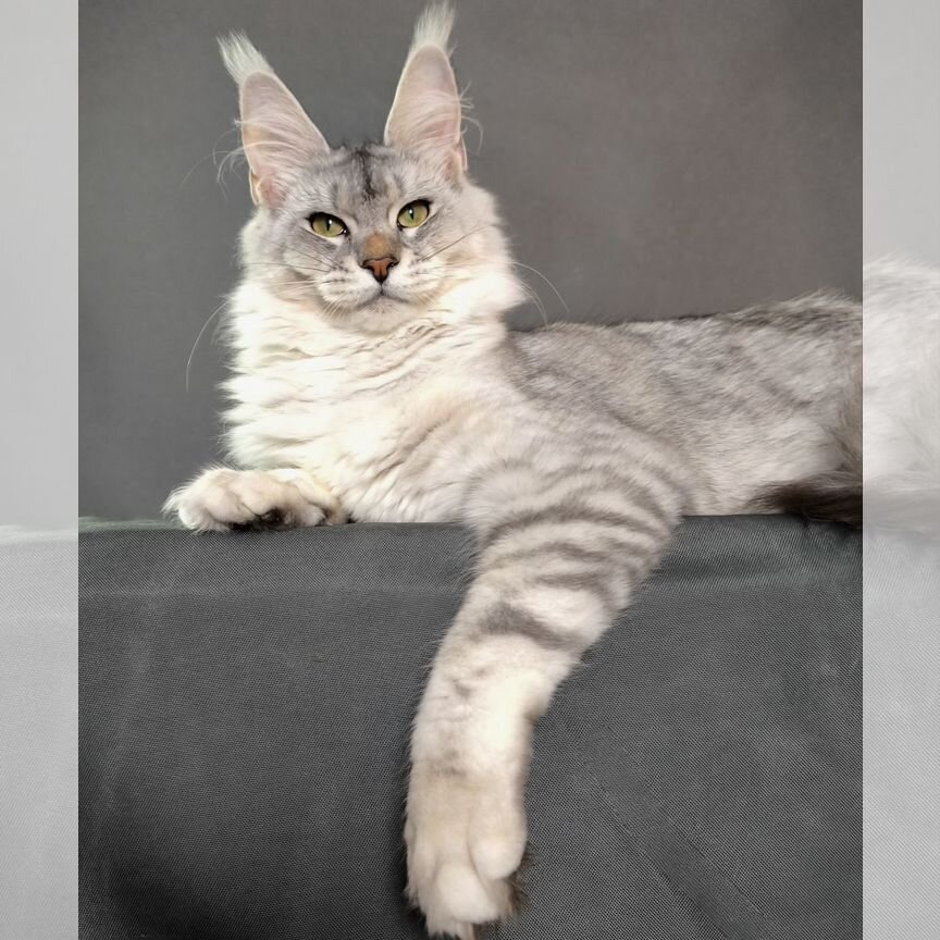 Мейн-кун котёнок