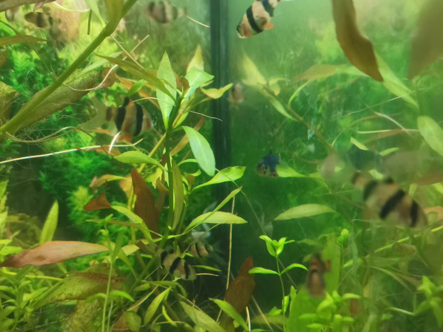 Аквариумные рыбки