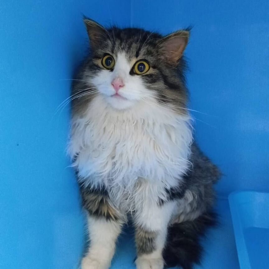 Пушистый котенок Стеллар