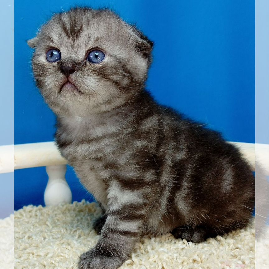 Шотландский вислоухий короткошёрстный котёнок