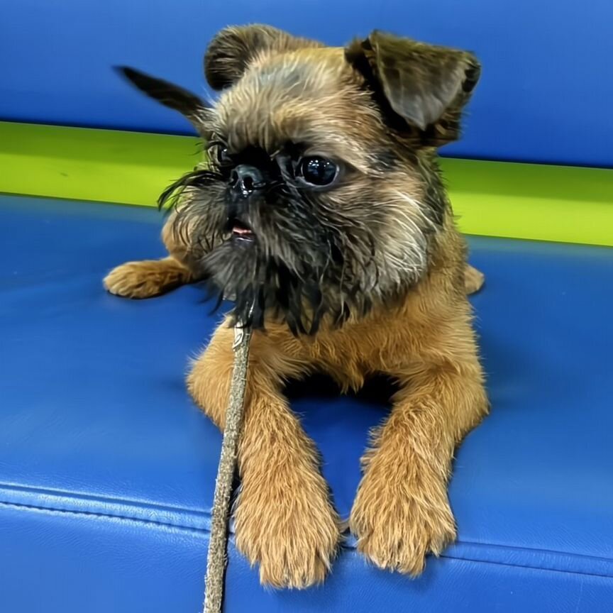 Брюссельский гриффон, щенок