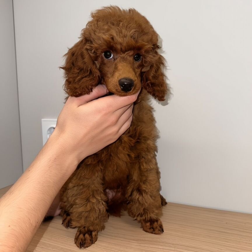 Карликовый пудель, щенок