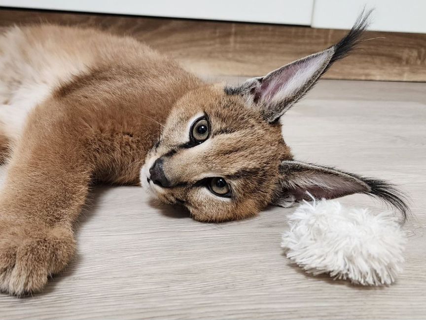 Кошка каракет
