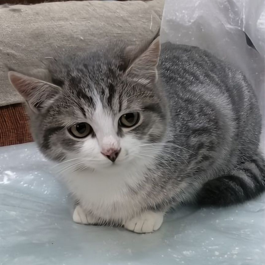 Сибирский котёнок