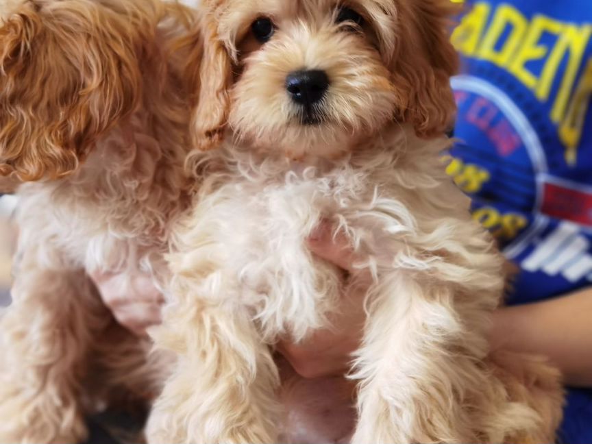 Мальчуган cavapoo