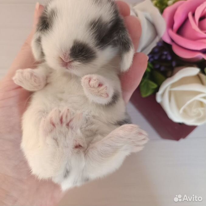 Минилоп мальчик